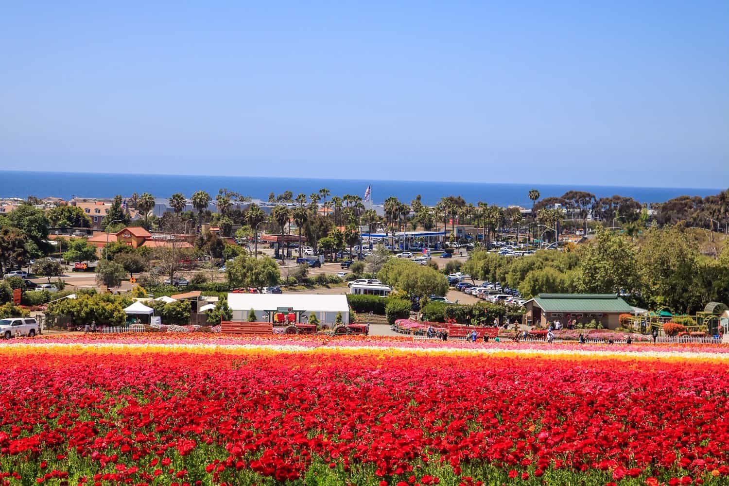 The Flower Fields In Carlsbad: The Best Visitor Guide For 2026