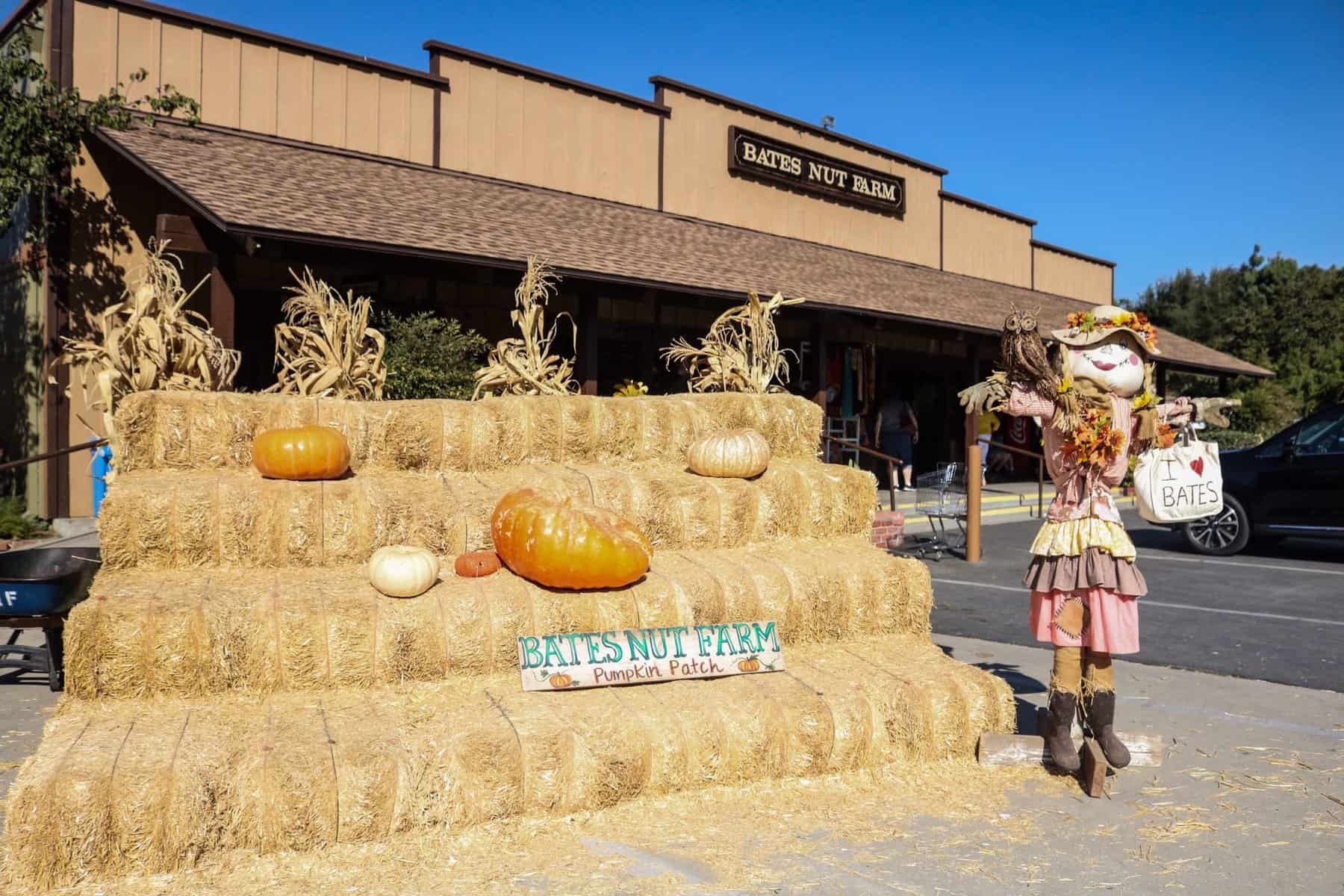 Guide To The Best Pumpkin Patches In San Diego - Traveling Ness