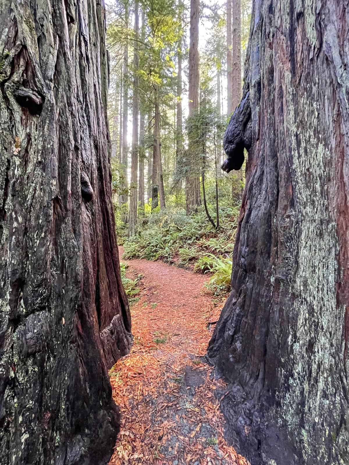 7 Amazing Places To See Giant Redwoods In Northern California ...