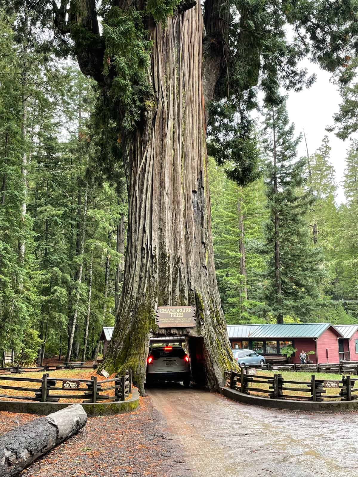 7 Amazing Places To See Giant Redwoods In Northern California