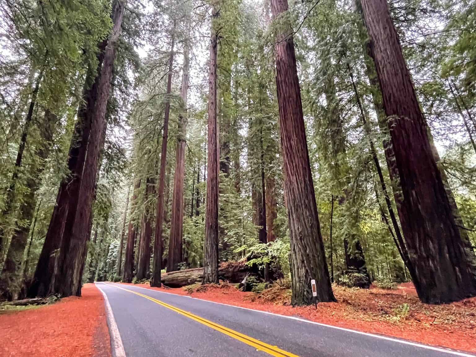 7 Amazing Places To See Giant Redwoods In Northern California