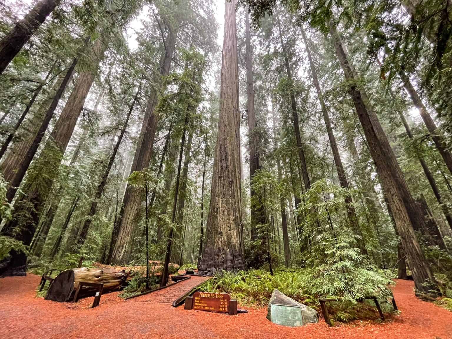 7 Amazing Places To See Giant Redwoods In Northern California