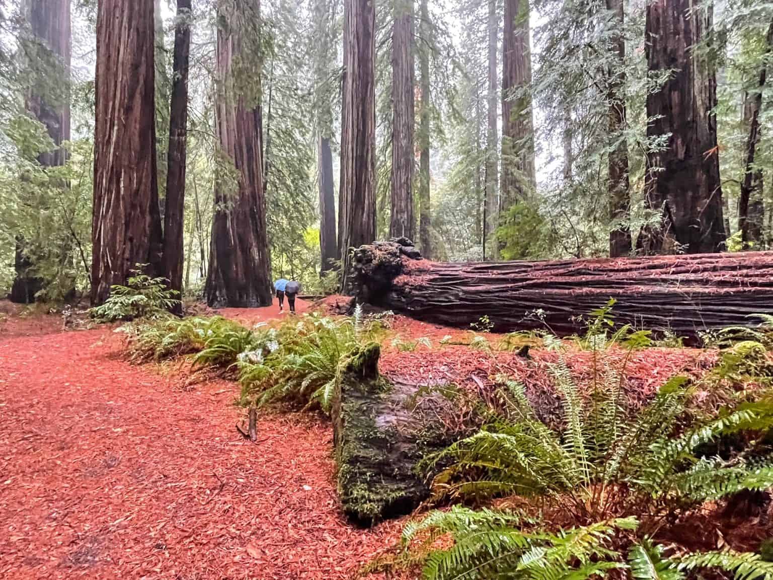 7 Amazing Places To See Giant Redwoods In Northern California ...