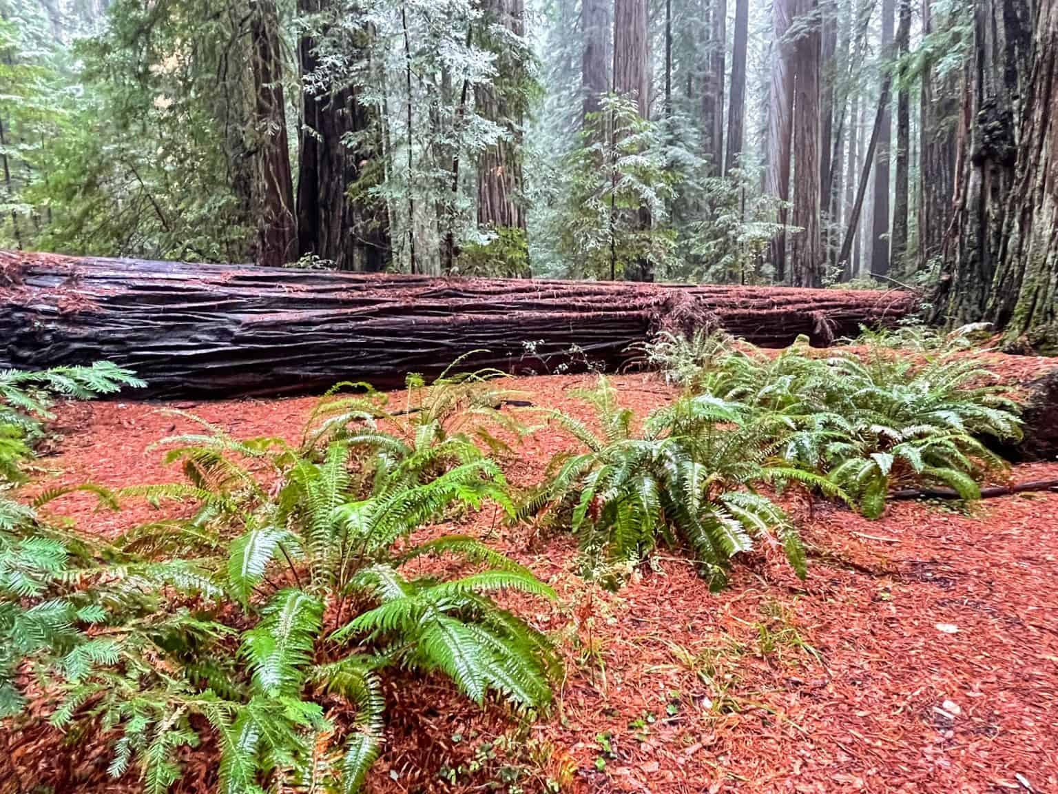 7 Amazing Places To See Giant Redwoods In Northern California ...