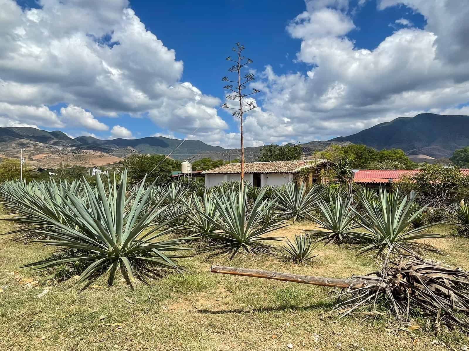 Oaxaca Mezcal Tour: The Best Guide To Touring A Palenque