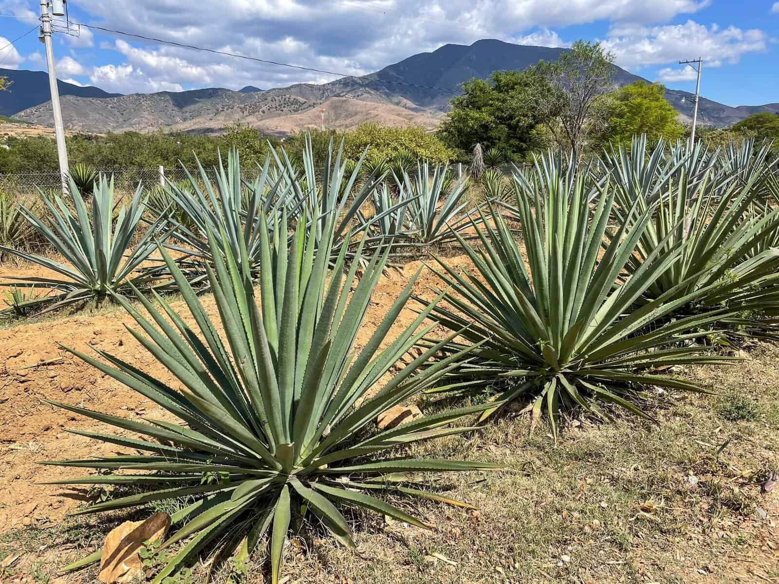Oaxaca Mezcal Tour: The Best Guide To Touring A Palenque - Traveling Ness