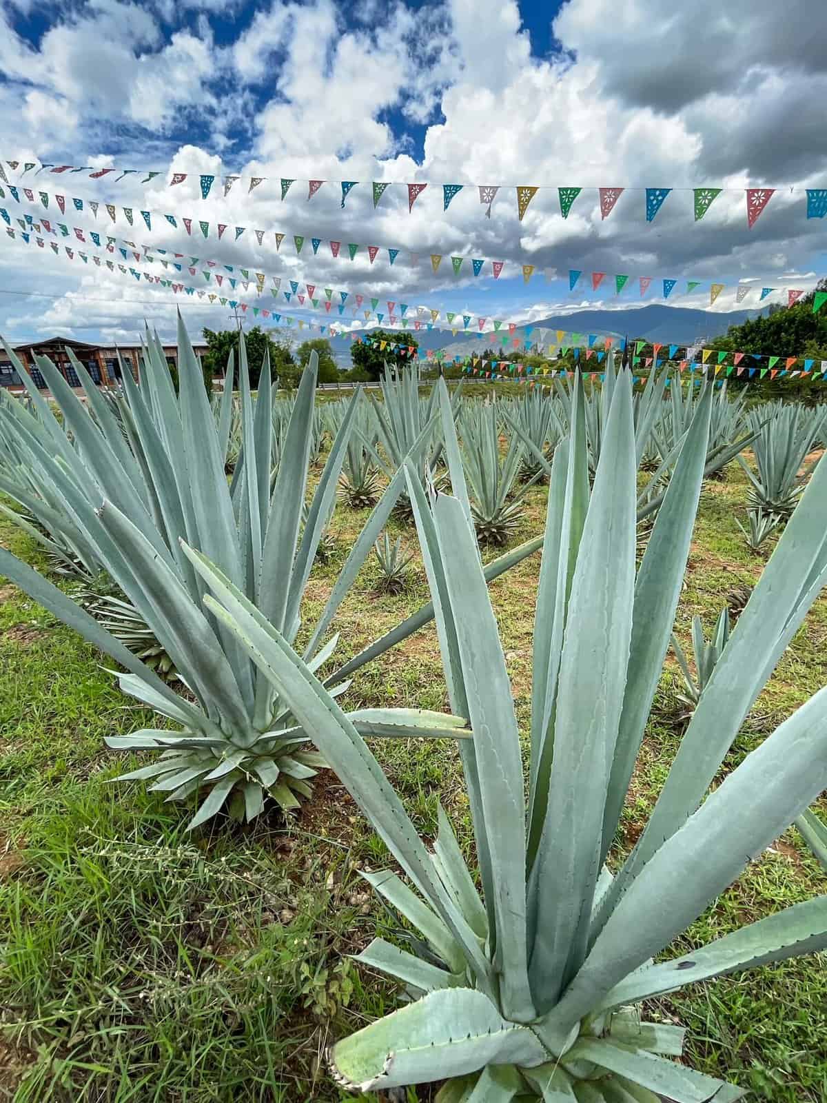 Oaxaca Mezcal Tour: The Best Guide To Touring A Palenque