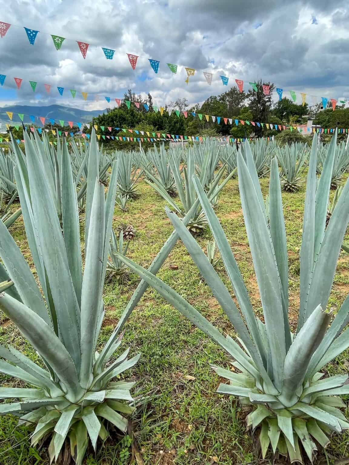 Is Oaxaca Worth Visiting? 11 Reasons To Visit This Magical City